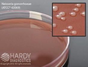 Chocolate Agar, (Gc Agar Base With 1% Bovine Hemoglobin Andkoenzyme Su ...